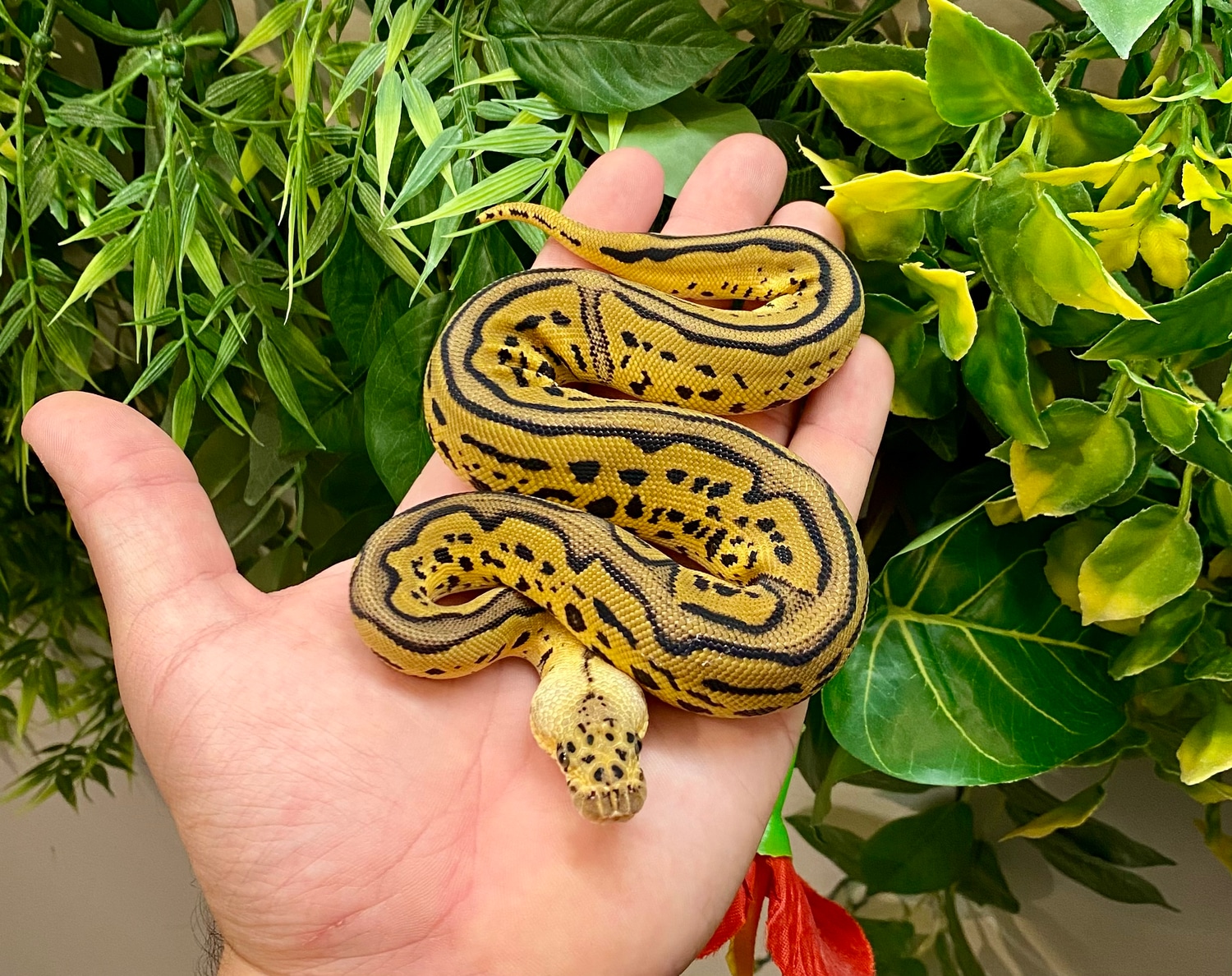 Pastel YB Léopard Clown 50% Het Piebald Ball Python by French Regius ...