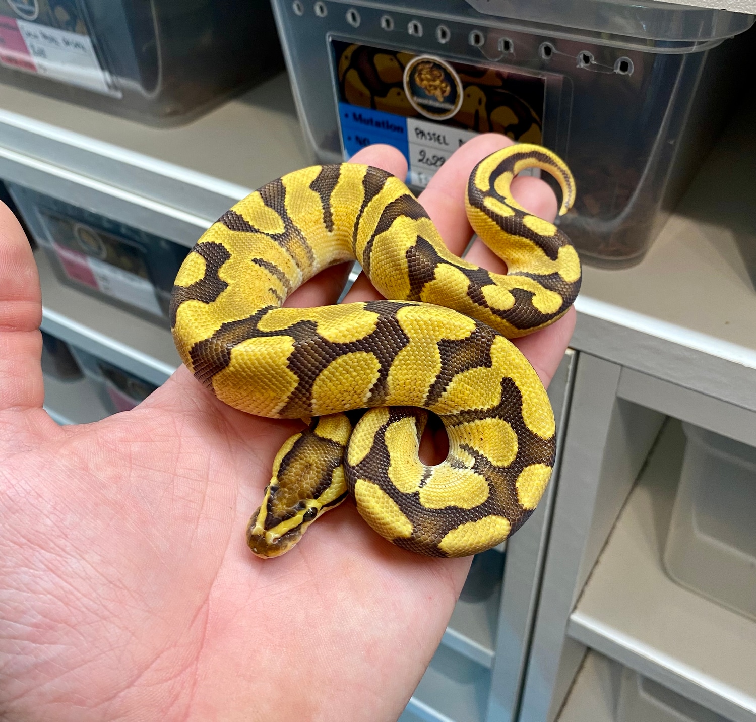 Enchi Fire DH Grail Ball Python by French Regius Line - MorphMarket