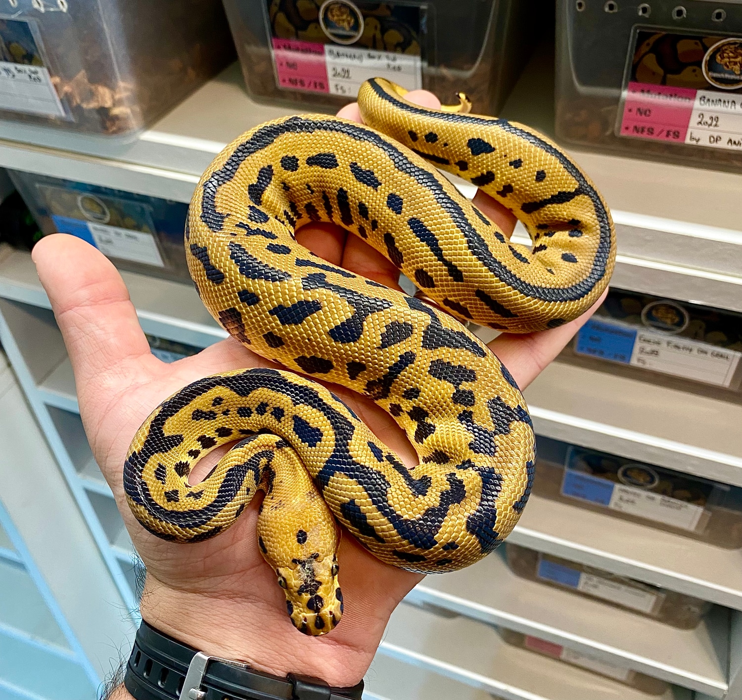 YB Batman 50% Het Pied Ball Python by French Regius Line - MorphMarket