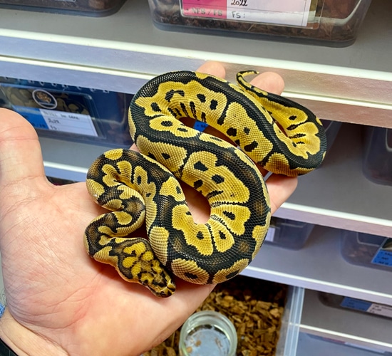 Spotnose Clown Ball Python by French Regius Line