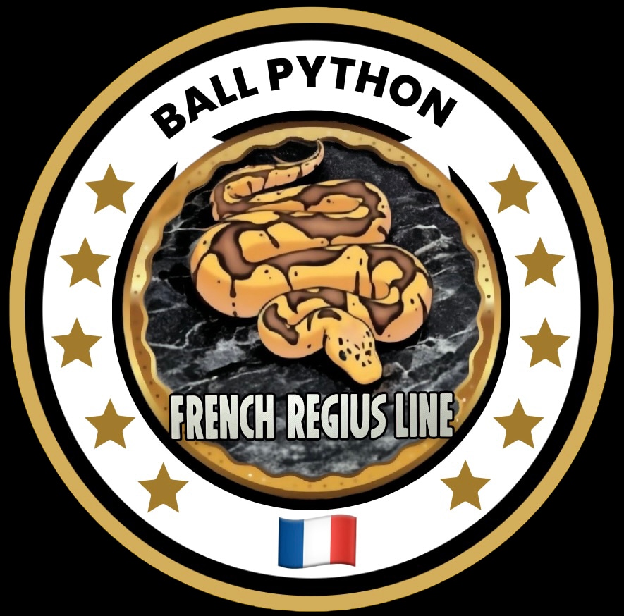 Ball Python Clutch: 05_2022 by French Regius Line - MorphMarket