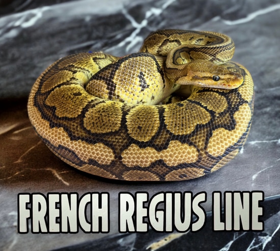 Chocolat Pinstripe Het Clown Ball Python by French Regius Line