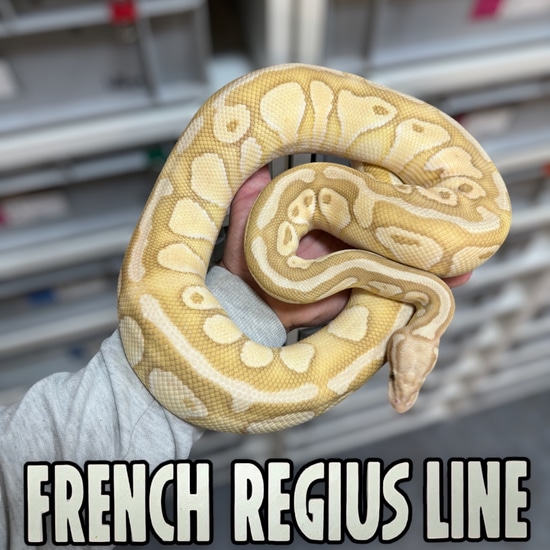Banana Lesser Pastel Het Clown Ball Python by French Regius Line