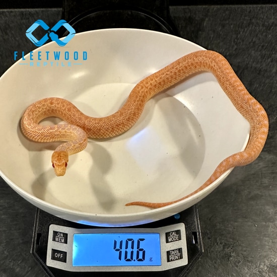 Albino Applegate Gopher Gopher Snake by Fleetwood Reptile