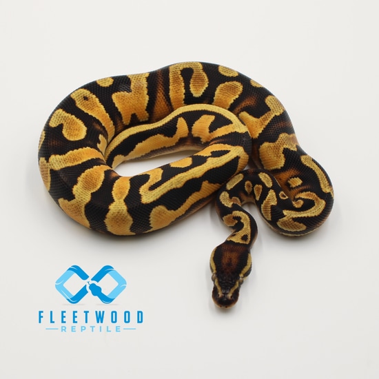 OD Enchi YB/Specter Het Pied Ball Python by Fleetwood Reptile