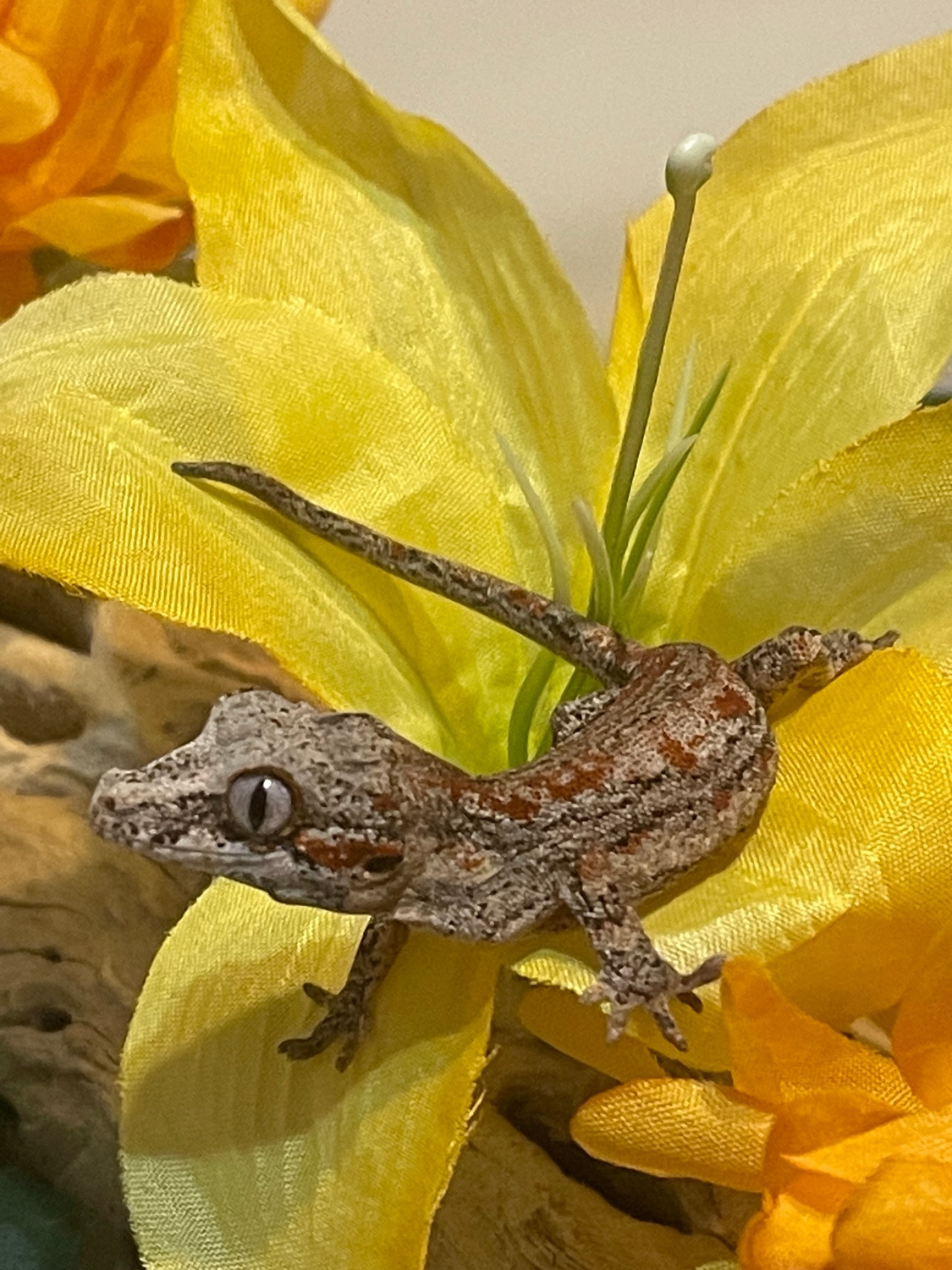 Lip Stick Gargoyle Gecko by Rican Geckos - MorphMarket