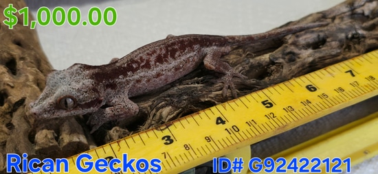 Insane Red Skeleton Gargoyle Gecko by Rican Geckos