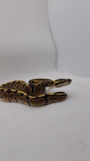 Enchi Yellow Belly Ball Python by Kentucky Kreatures