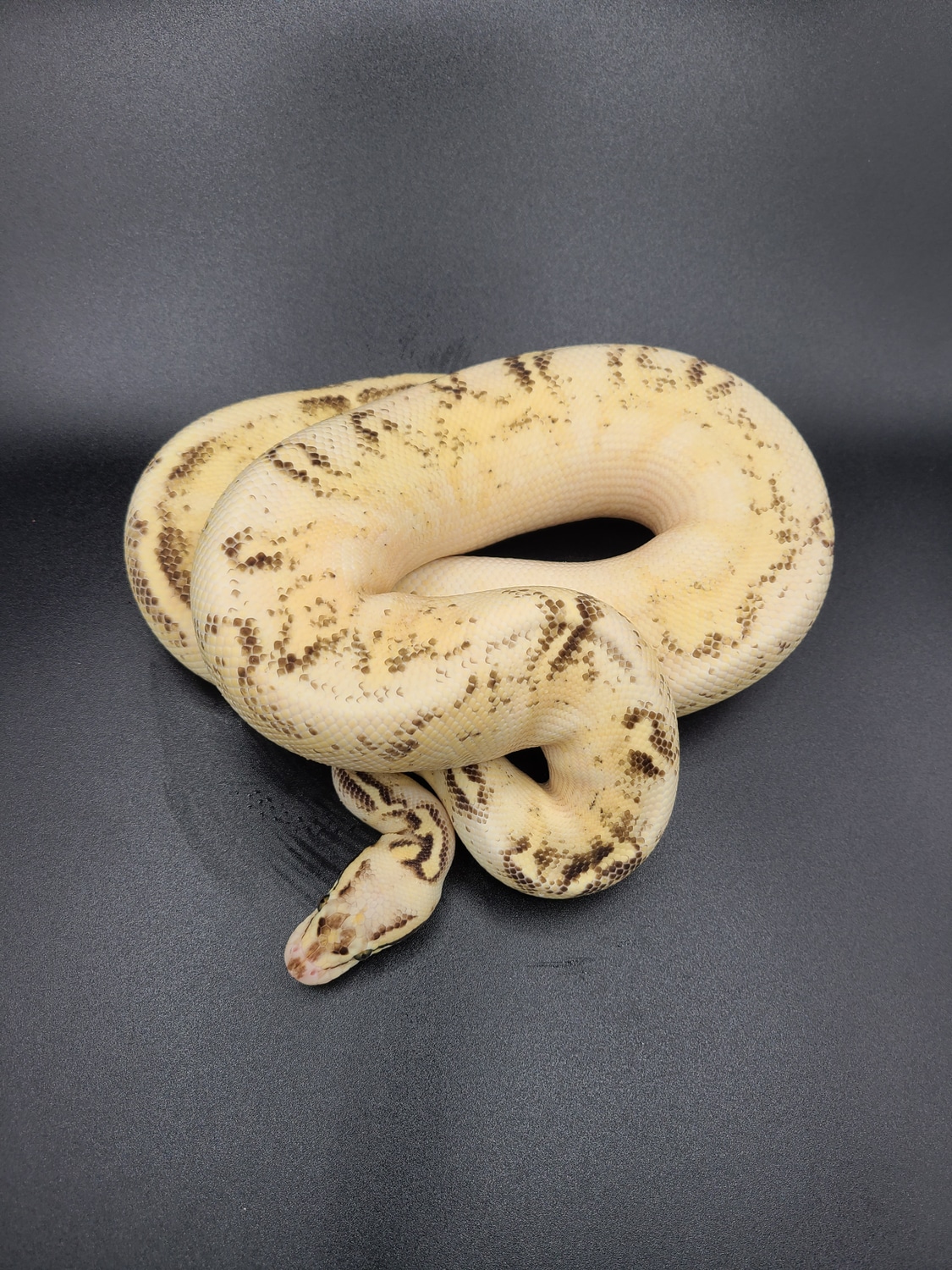 Pastel Freeway Ball Python by Friendly Morphs - MorphMarket
