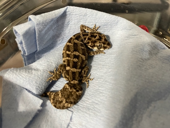 1.5 Viper Geckos More Gecko by Lock and key reptiles