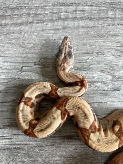 Hypo Img Jungle Het Squaretail Pos Het Vpi Boa Constrictor by Lock and ...