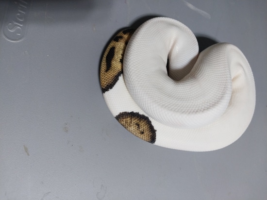 Special Pied Ball Python by Lock and key reptiles