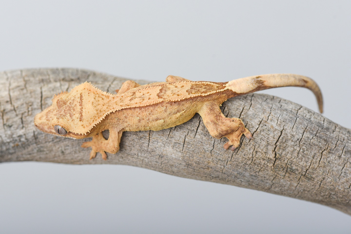 Yellow Phantom Pinstripe Crested Gecko by Fringemorphs - MorphMarket