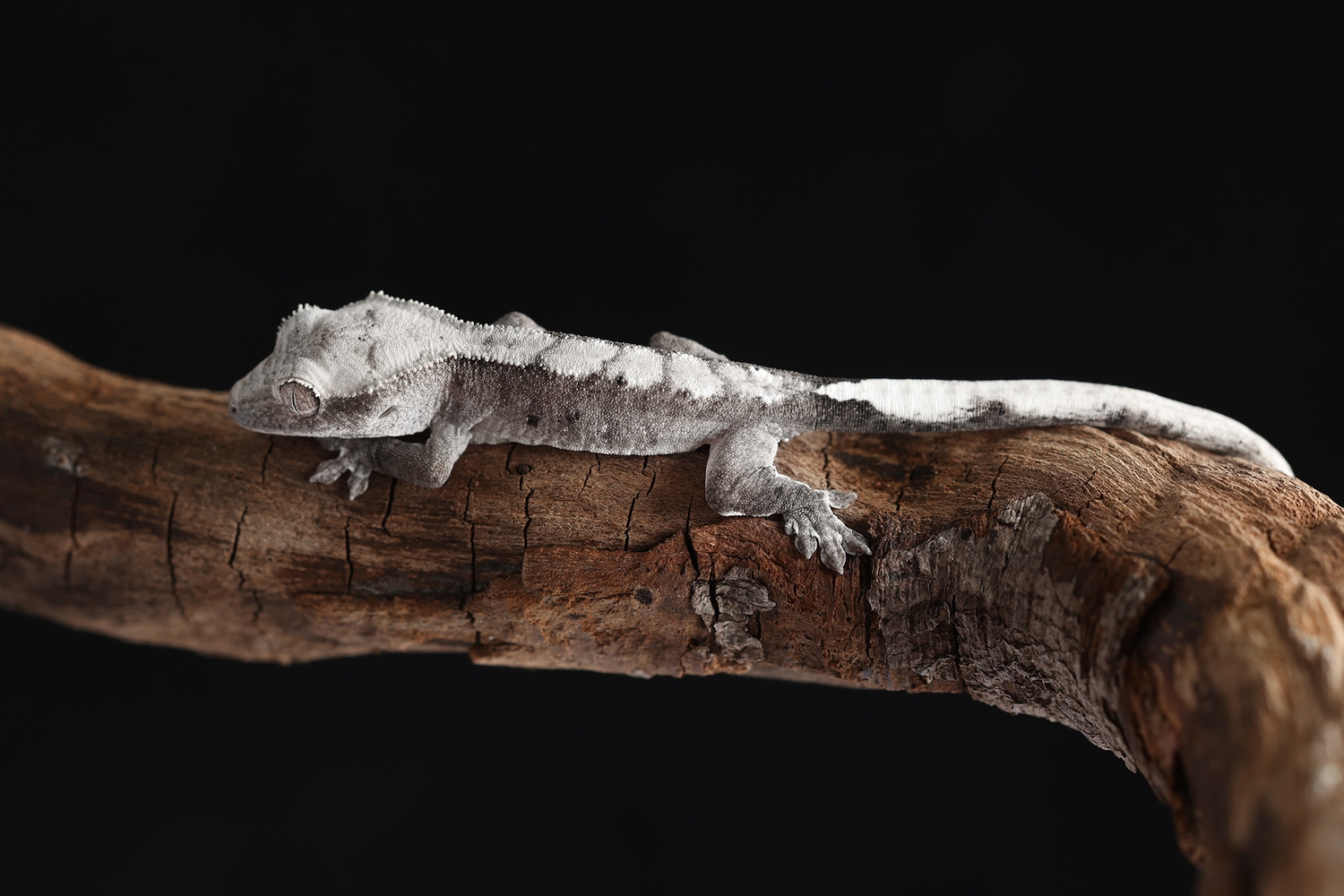 Visual Axanthic Crested Gecko by Fringemorphs - MorphMarket