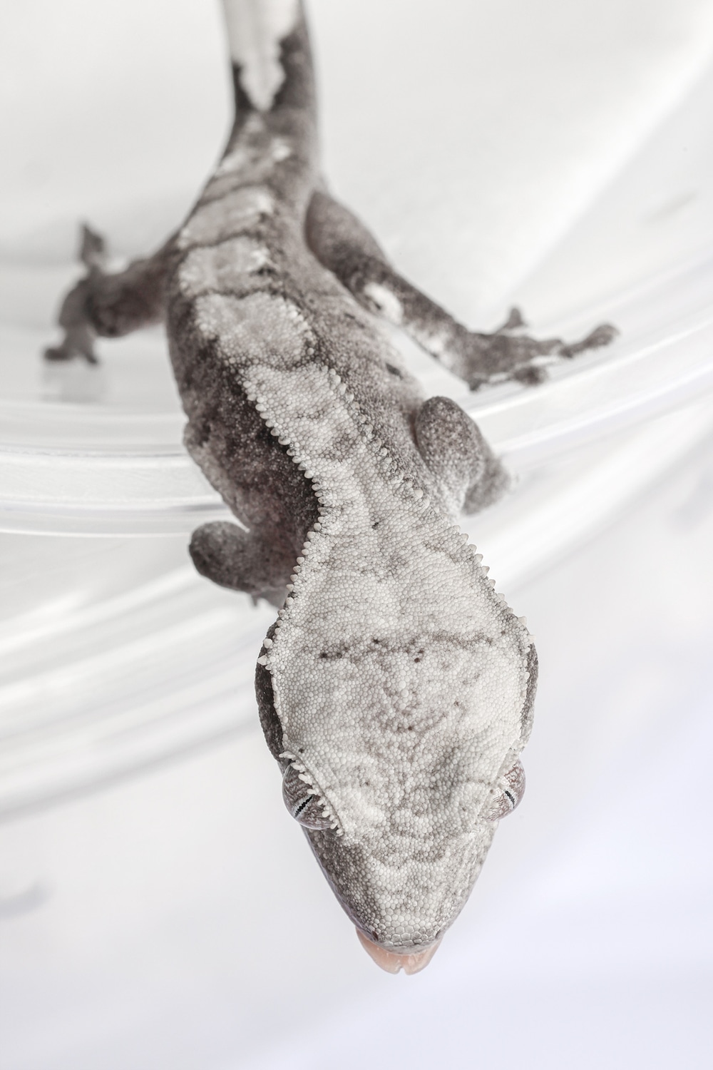 Visual Axanthic Crested Gecko by Fringemorphs - MorphMarket