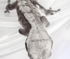 Visual Axanthic Crested Gecko by Fringemorphs - MorphMarket