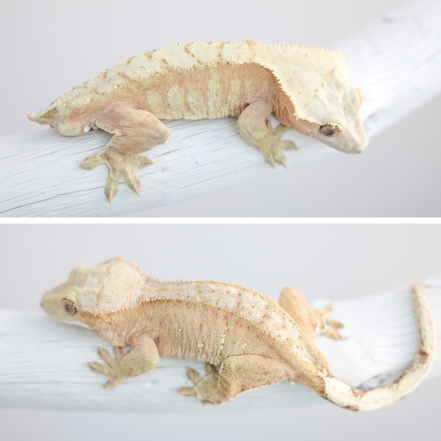 Visual Axanthic Crested Gecko by Fringemorphs - MorphMarket
