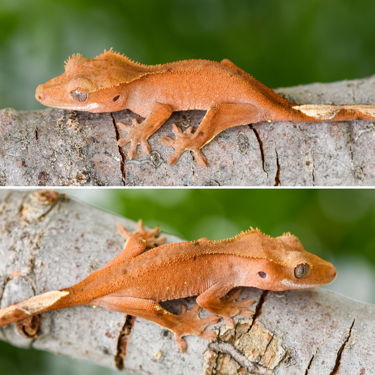 Patternless Red Crested Gecko by Fringemorphs - MorphMarket