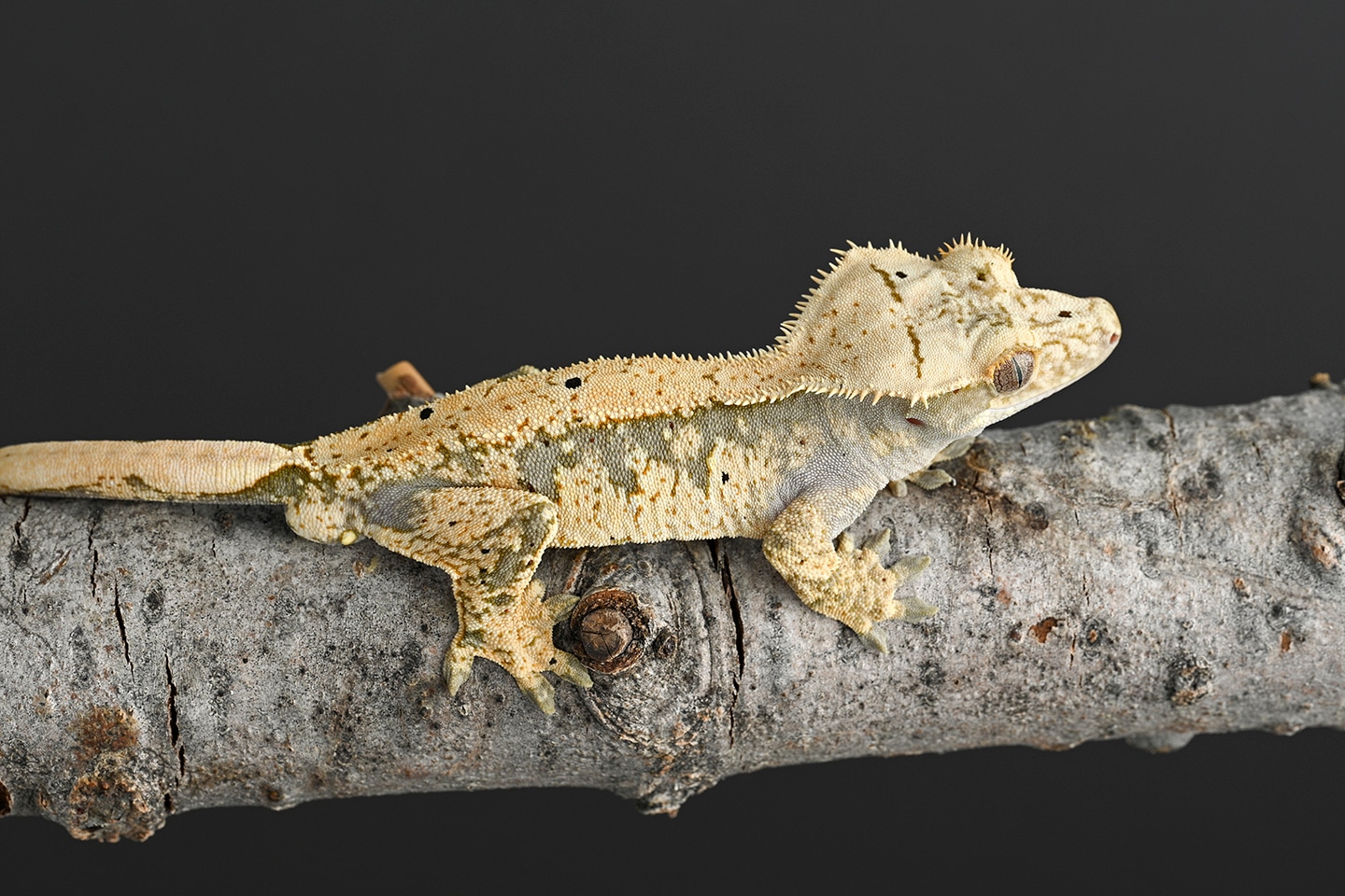 Lavender & Cream Harlequin Crested Gecko by Fringemorphs - MorphMarket