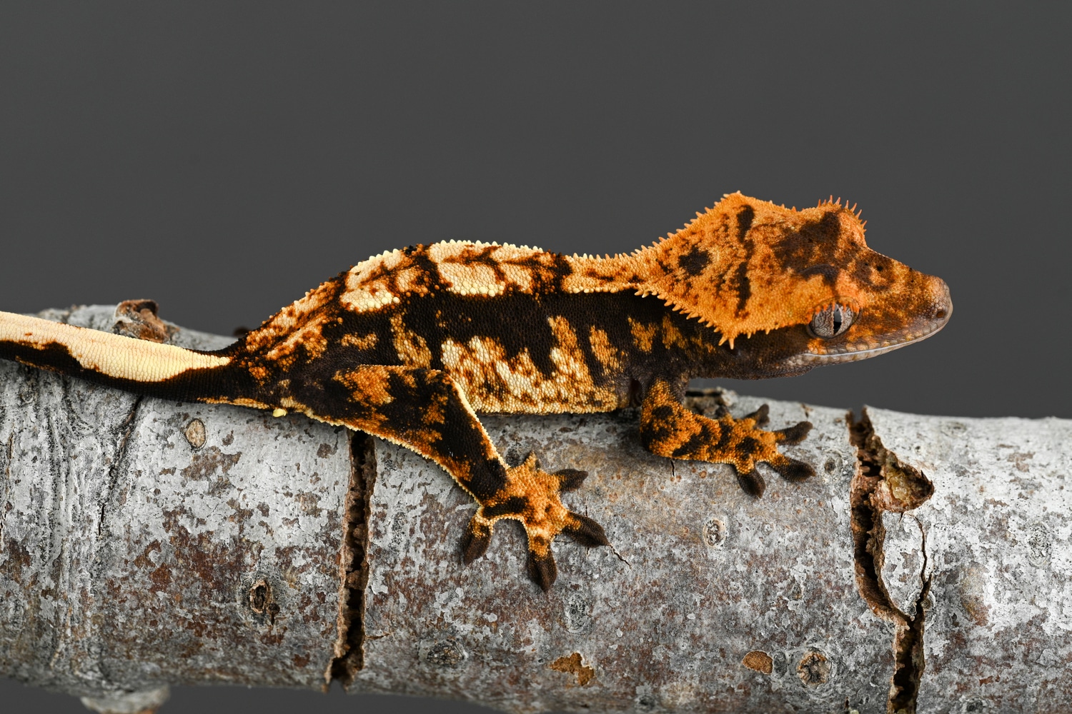 High Contrast Harlequin Crested Gecko by Fringemorphs - MorphMarket