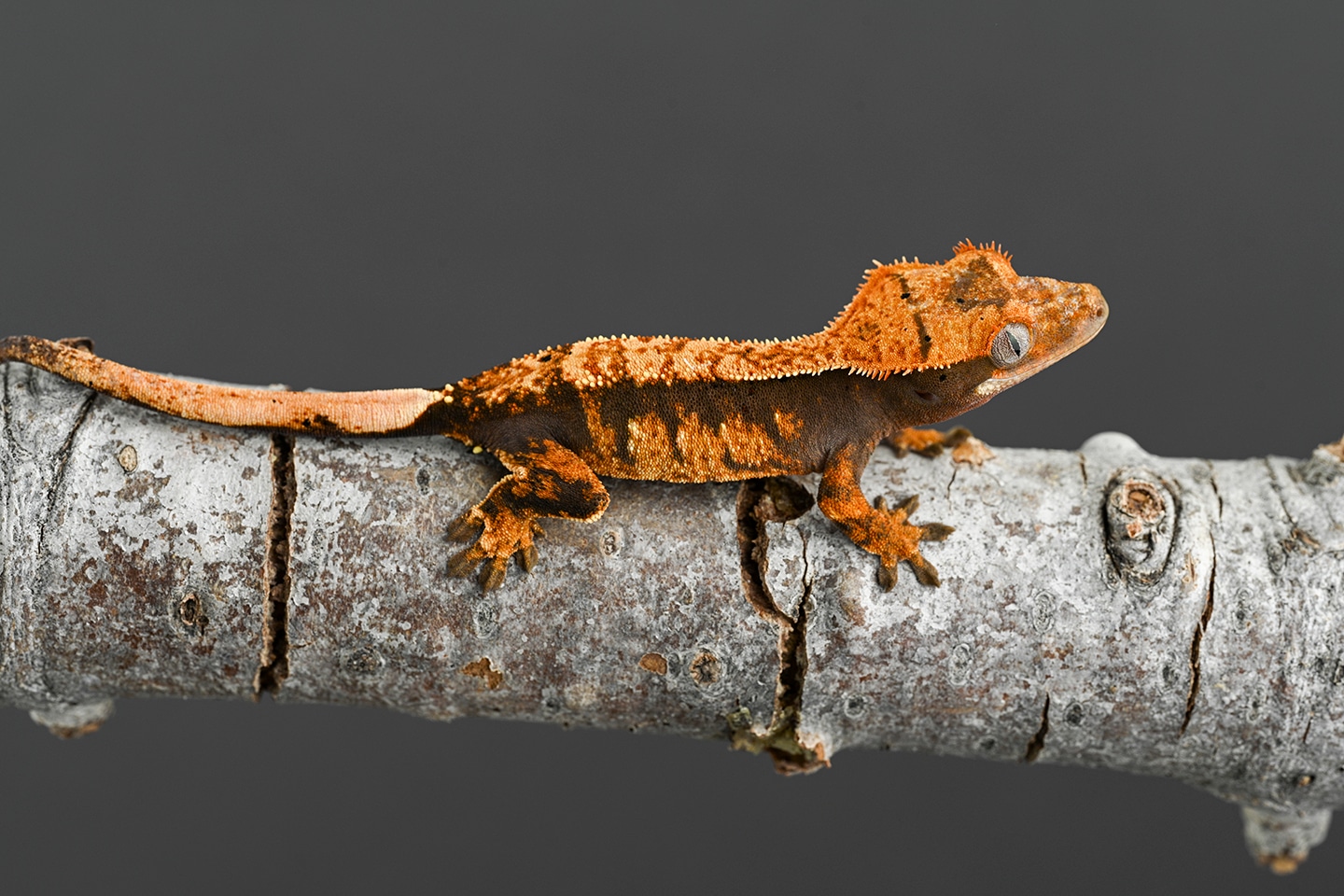 Halloween Harlequin Crested Gecko by Fringemorphs - MorphMarket