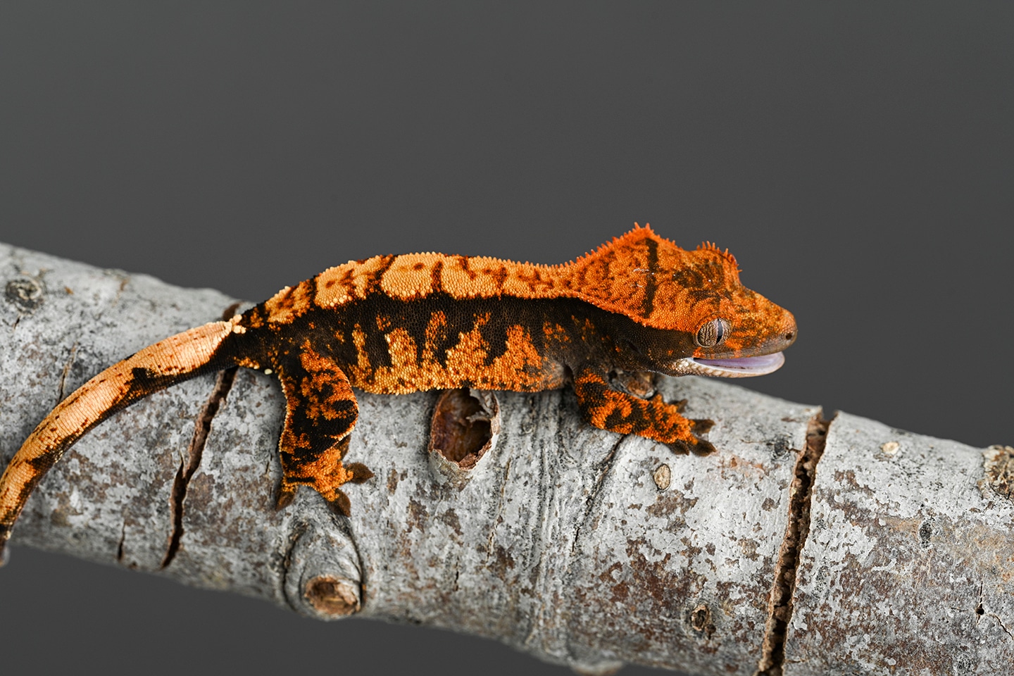 Halloween Harlequin Crested Gecko by Fringemorphs - MorphMarket