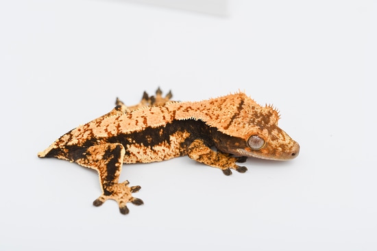 Tri-Color Harlequin Pinstripe Crested Gecko by Fringemorphs