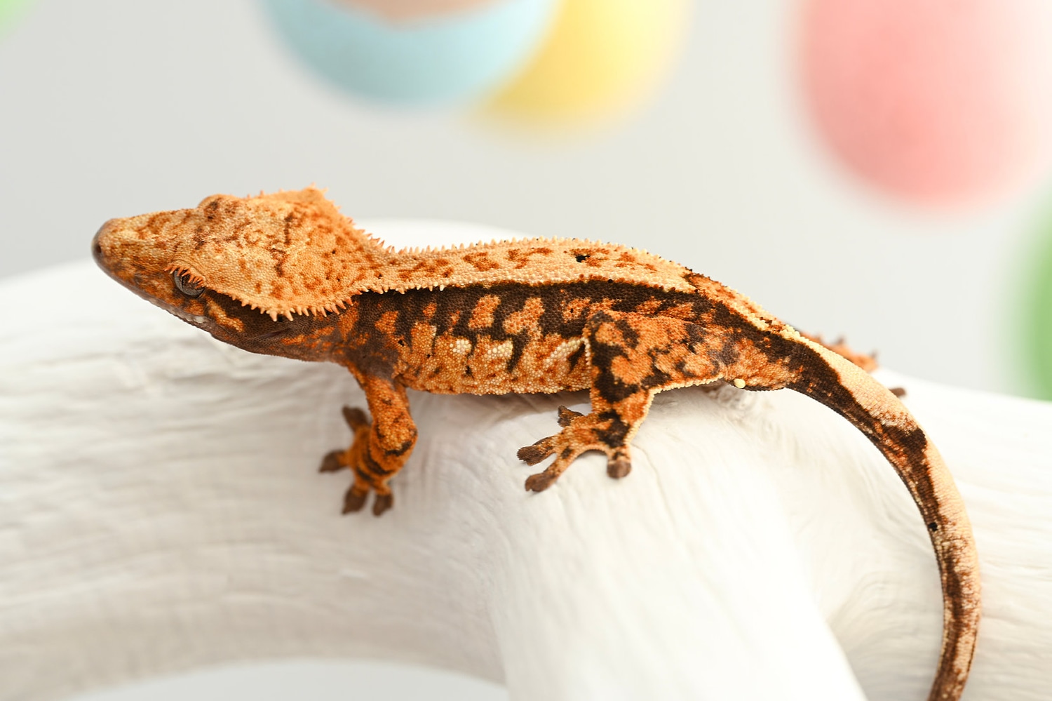 Tri-Color Pinstripe Crested Gecko by Fringemorphs - MorphMarket