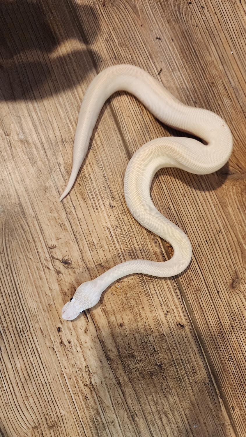 Mojave Lesser Bel Ball Python by KeeperCain - MorphMarket