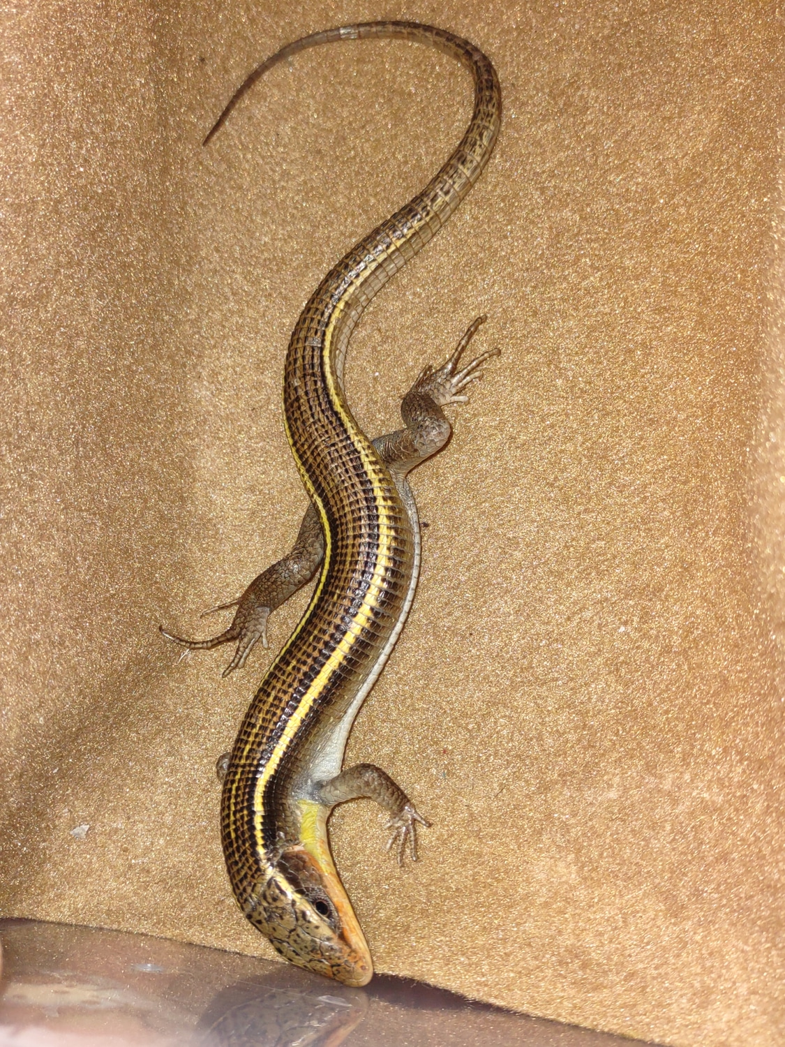 Yellow Throated Plated Lizard Other Lizard by HM's Reptiphibians ...