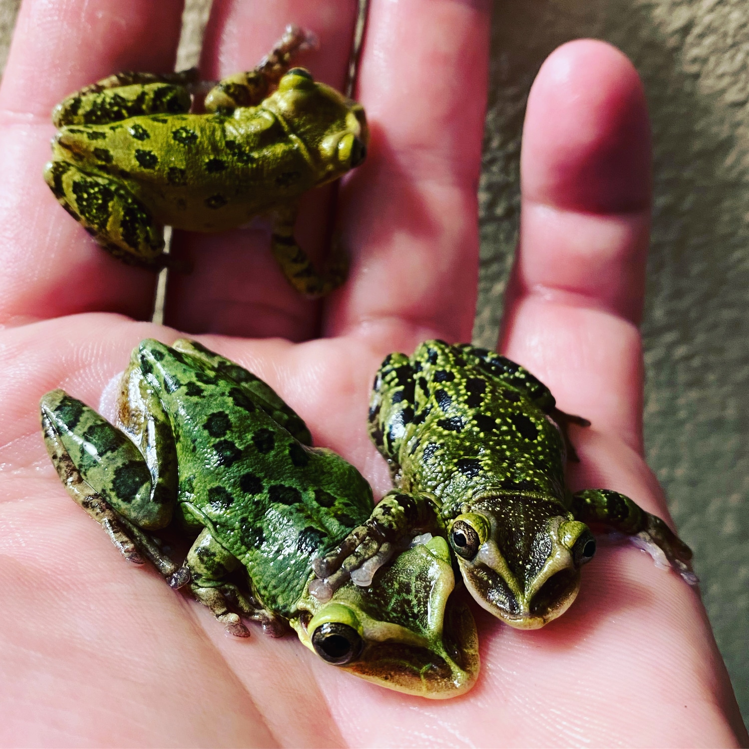 Mexican Duck Billed Tree Frog Other Tree Frog by Frogs Direct - MorphMarket