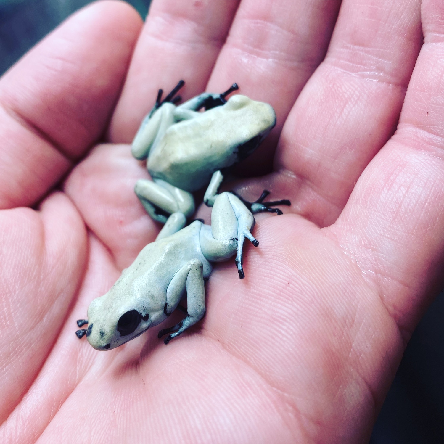 Adelphobates Galactonotus “Moonshine Splashback Poison Frog by Frogs ...