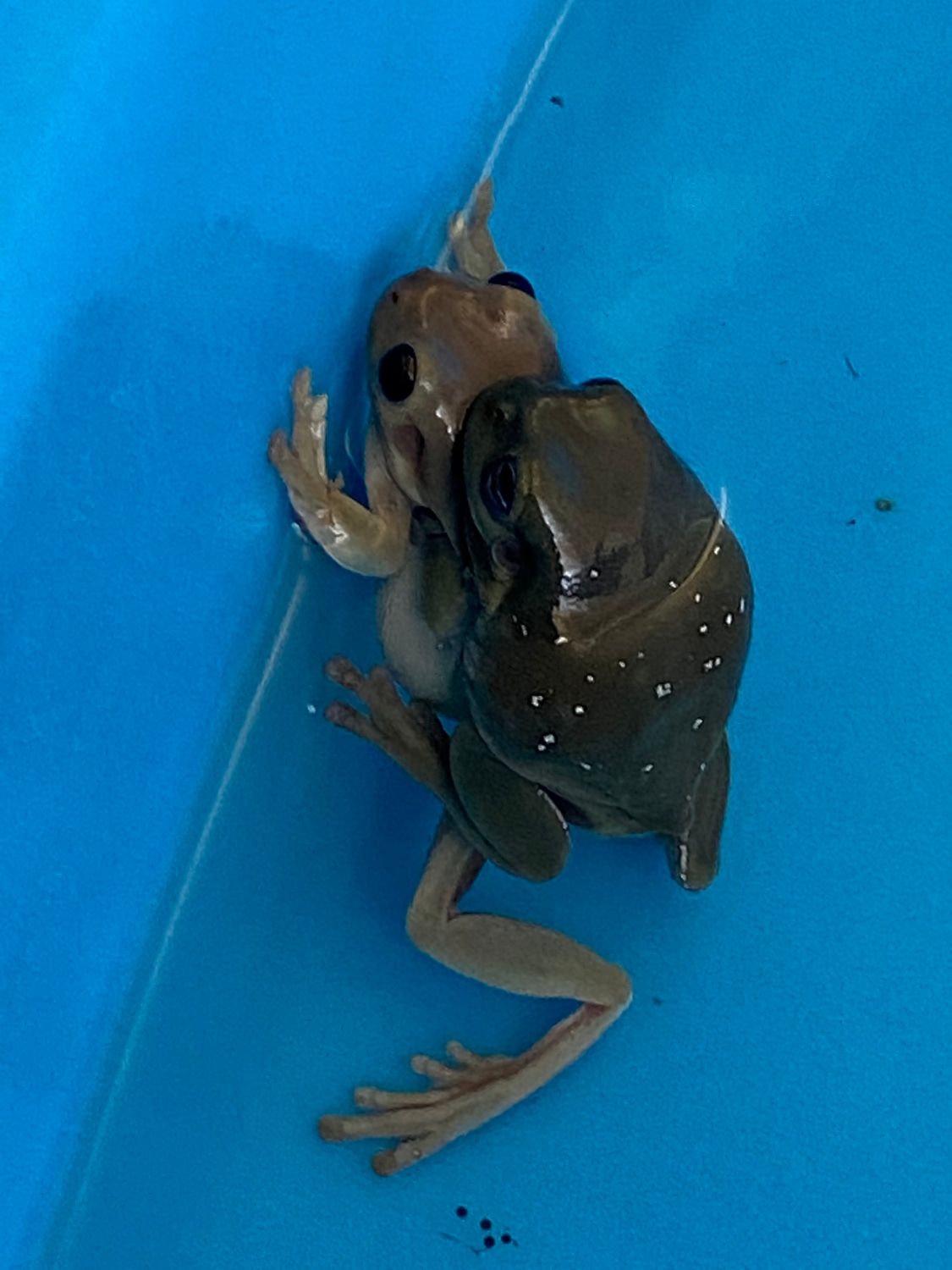 Blue Eyed Morph Tadpoles White's Tree Frog by Frogs Direct - MorphMarket