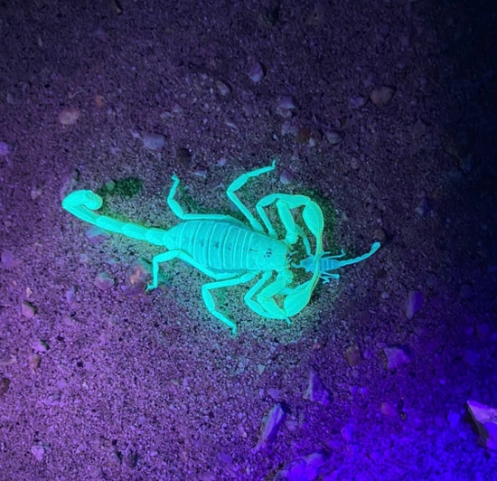 Hadrurus Spadix/Smeringurus Mesaensis Large Wholesale Lots Scorpion by ...