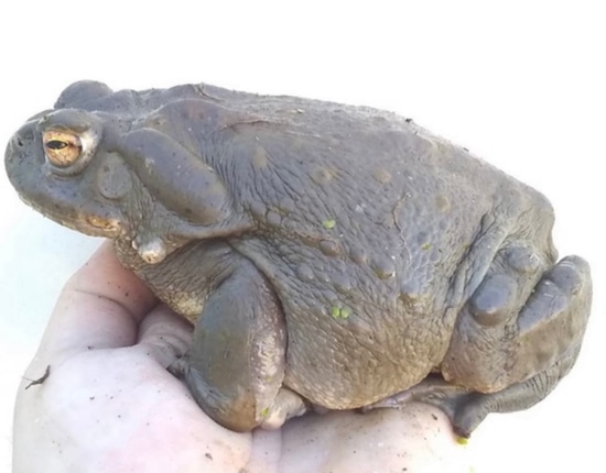 Colorado River Toads Last 3 Days For Pre Orders Pacman Frog by Frogs Direct