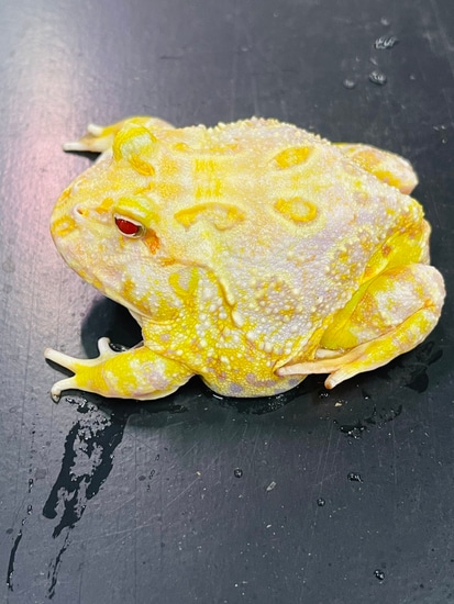 White Albino Mutant Spawn Tadpoles Pacman Frog by Frogs Direct