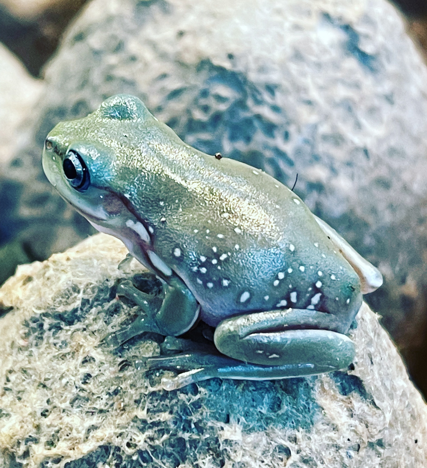 BLUE Eyed Snowflake White's Tree Frog by Frogs Direct - MorphMarket