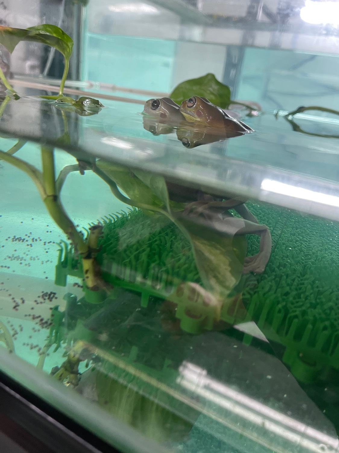 Rare Blue Eyed Honey Spawn White's Tree Frog by Frogs Direct - MorphMarket