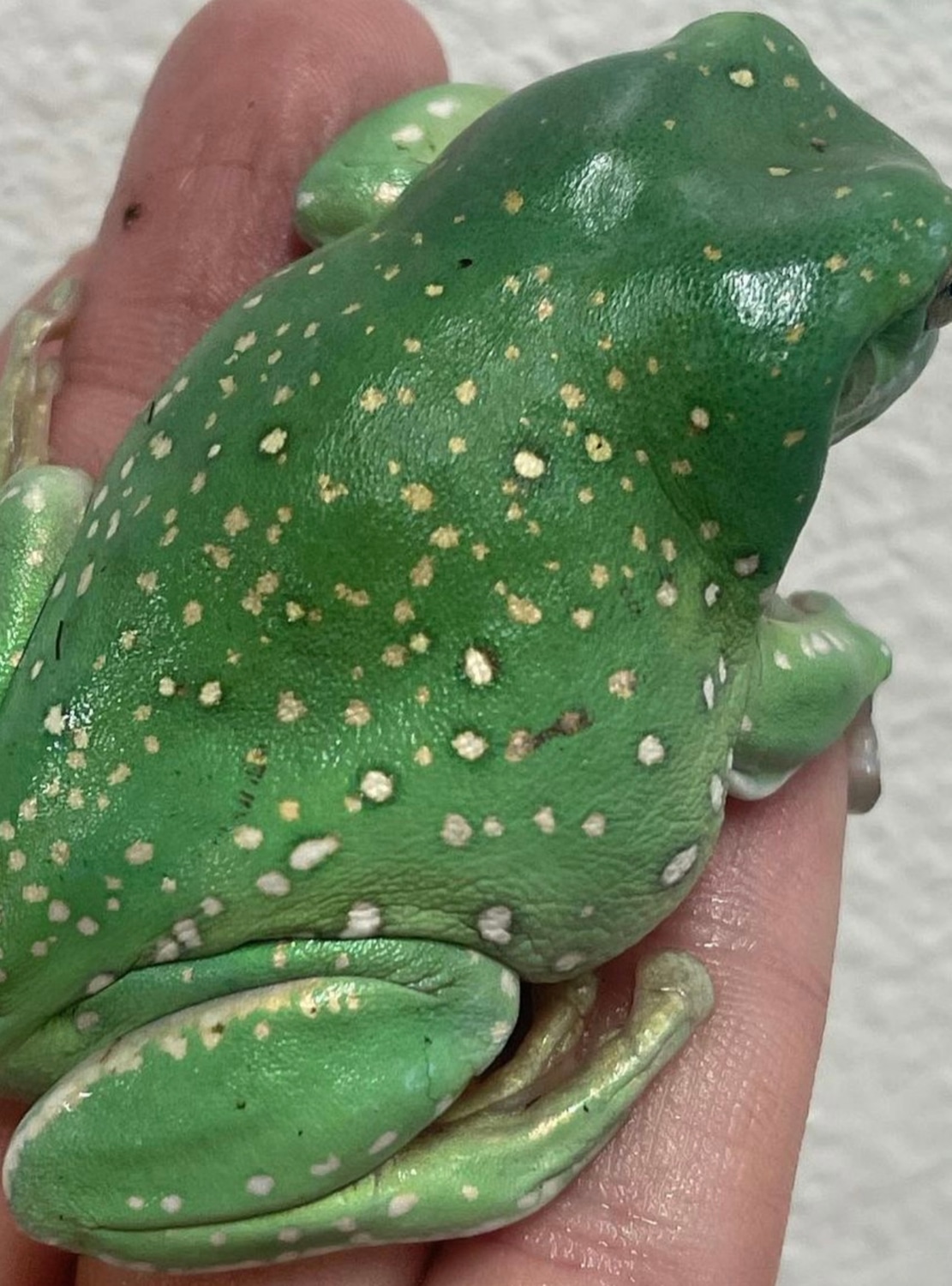 Fine Spotted Super Snowflake Australian White's Tree Frog by Frogs Direct - MorphMarket