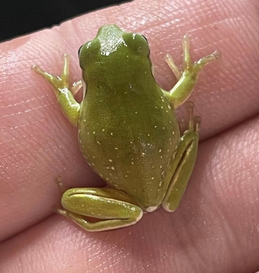 Rare Honey Snowflake Whites Tree Frog White's Tree Frog by Frogs Direct