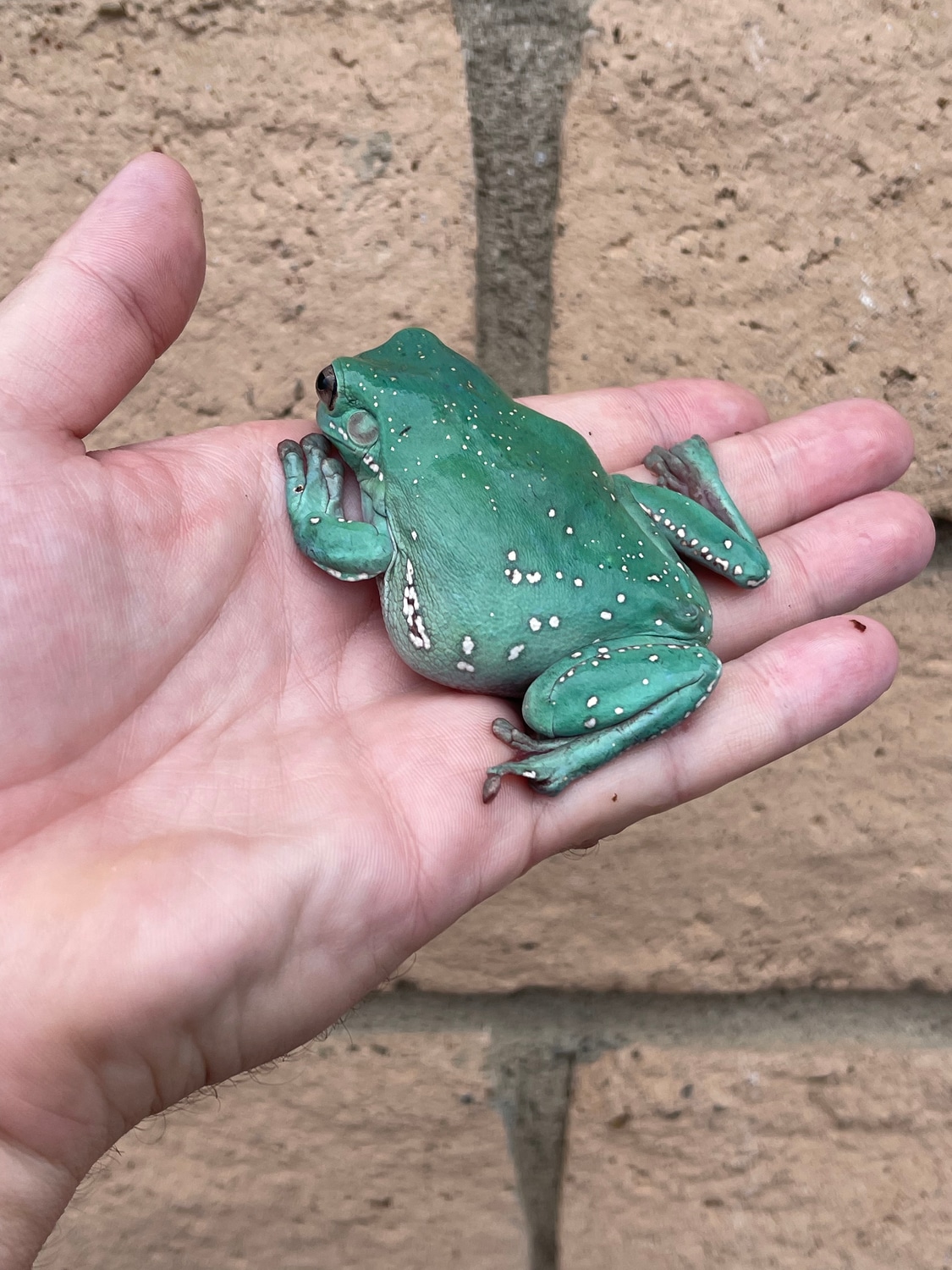 Blue Super Snowflake White's Tree Frog by Frogs Direct - MorphMarket