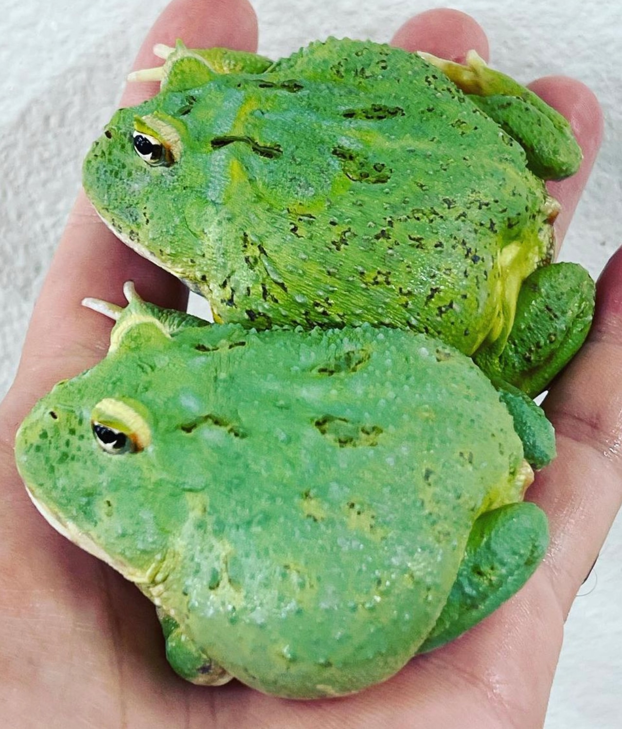 Lime Pacman Frog Spawn by Frogs Direct - MorphMarket