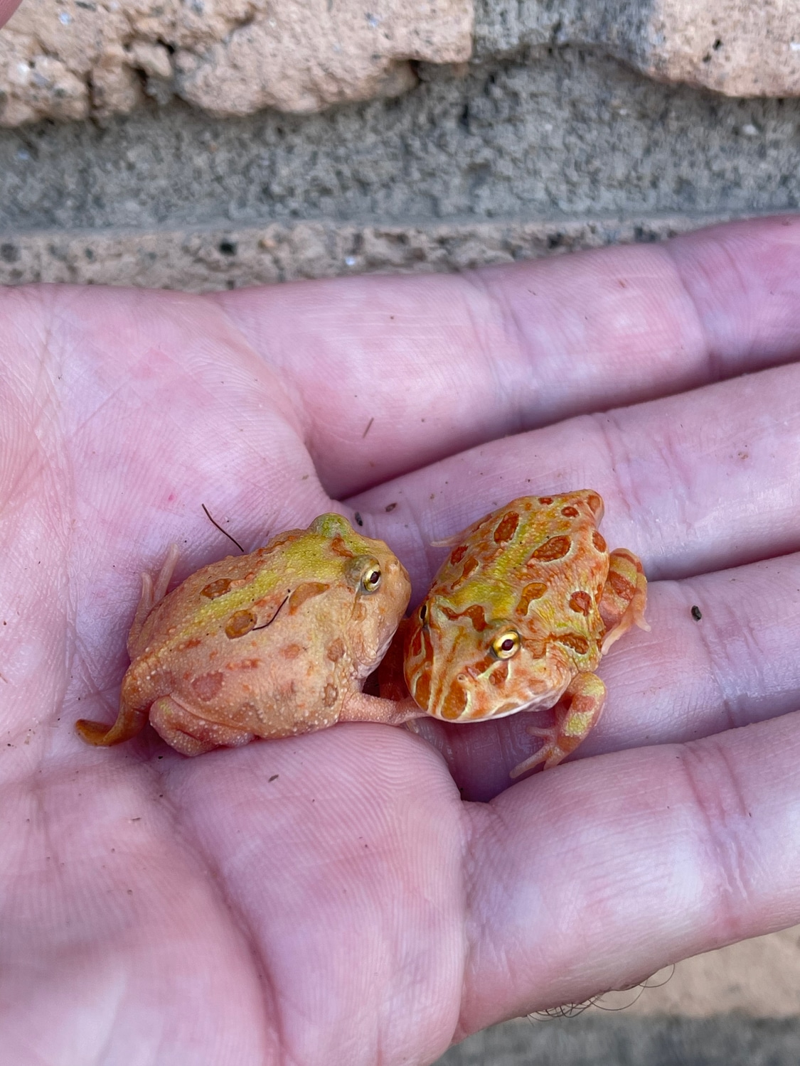 Pink Lemonade Pacman Horned Frog by Frogs Direct - MorphMarket