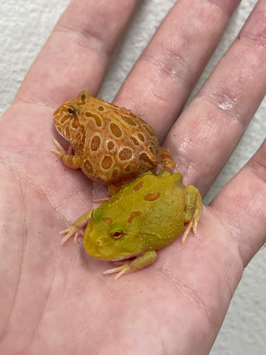 Pikachu And Charizard Combo Horned Frog by Frogs Direct - MorphMarket