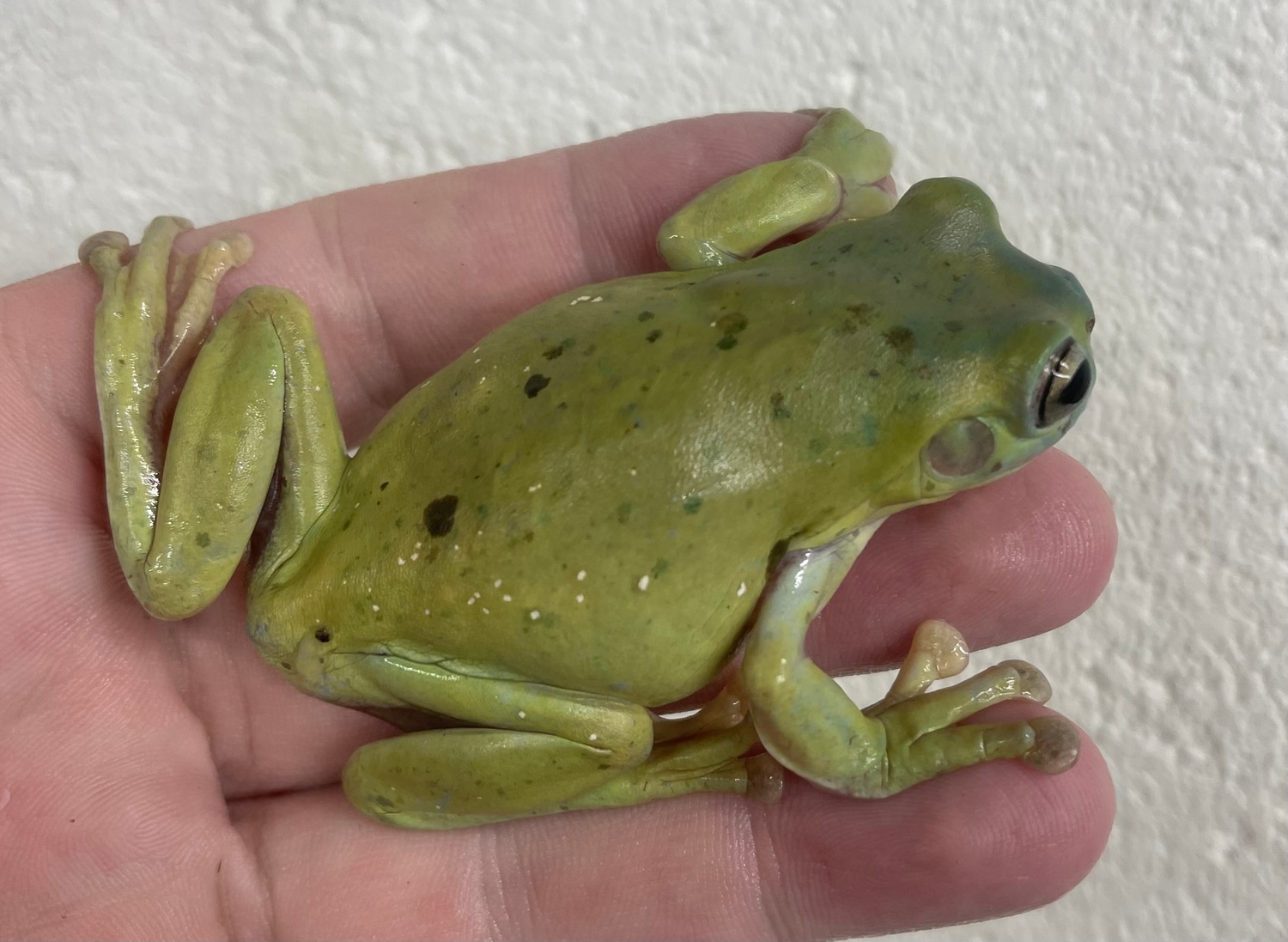 Paradox Honey Snowflake White's Tree Frog by Frogs Direct - MorphMarket