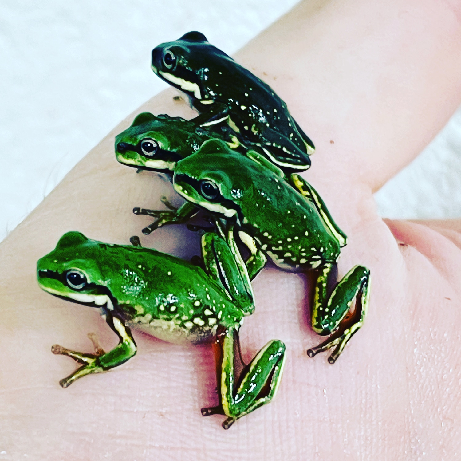 Wholesale Snowflake White's Tree Frog by Frogs Direct - MorphMarket