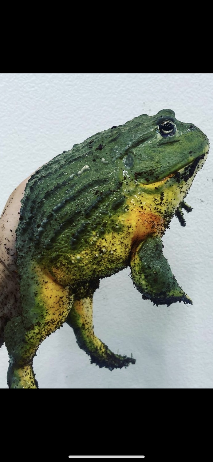 Giant African Pyxie Frog Tadpoles Bullfrog by Frogs Direct - MorphMarket