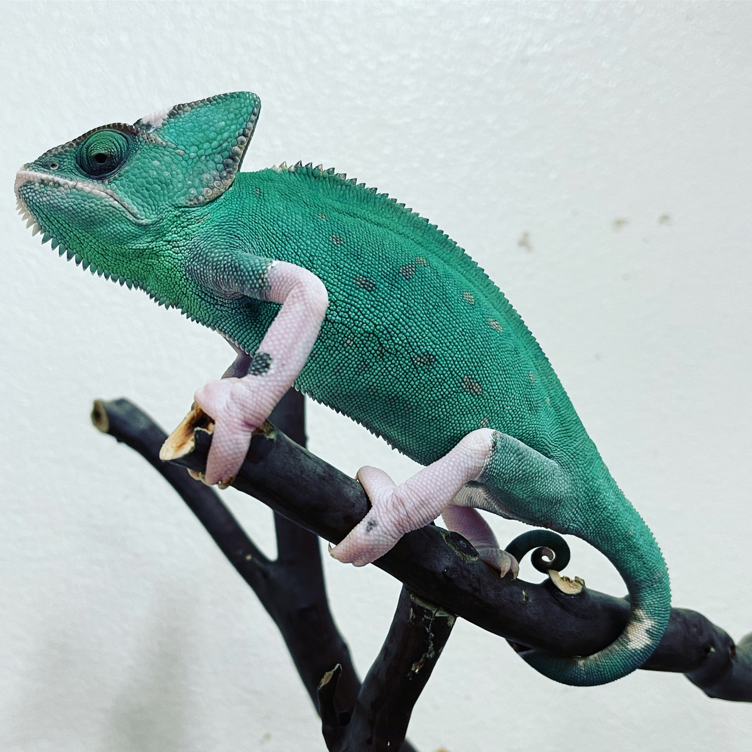 1 Year Old Translucent Veiled Chameleon by Frogs Direct - MorphMarket