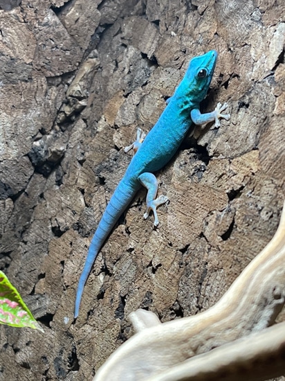 Weekend Special!!! Electric Blue Day Gecko by Frogs Direct