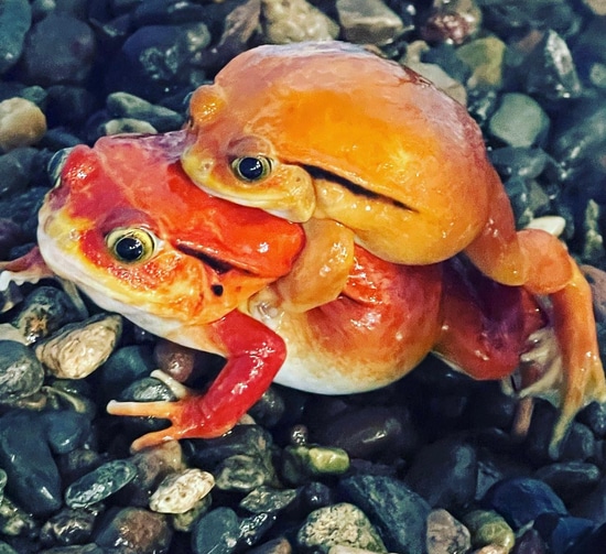 Rare Antongilli Tomato Frogs Pacman Frog by Frogs Direct